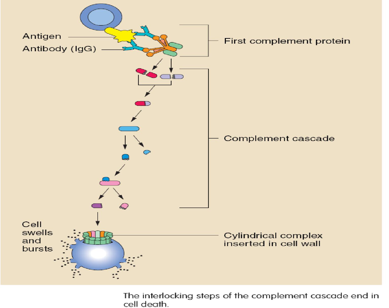 Immunology: Complement System | Flashcards