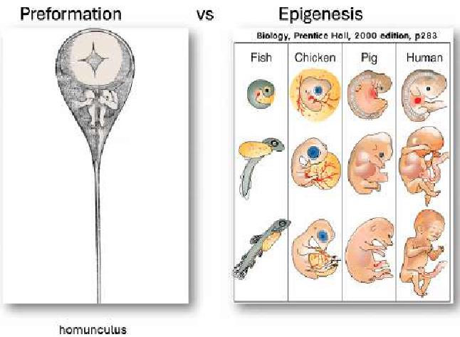 Intrgen | Flashcards