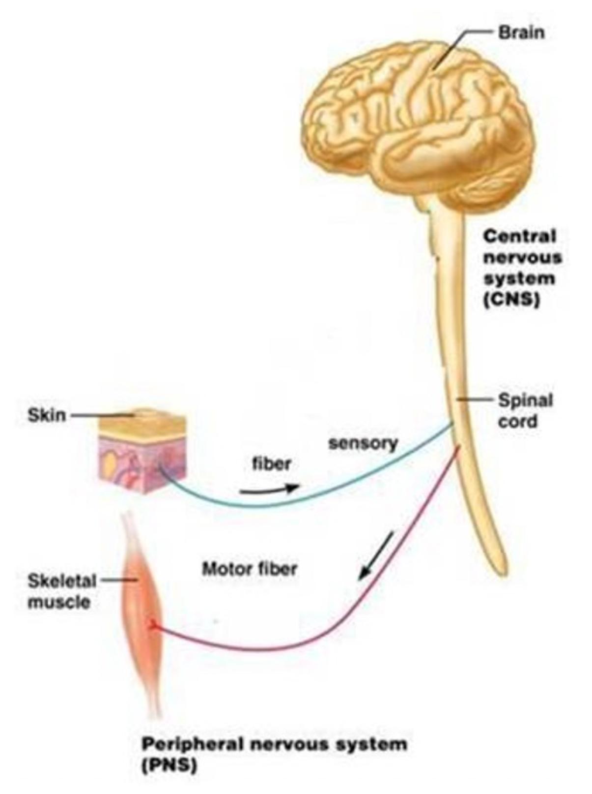 The Nervous System | Flashcards