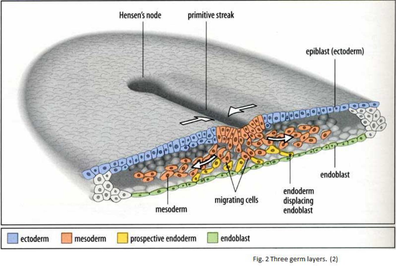 Gastrulation | Flashcards