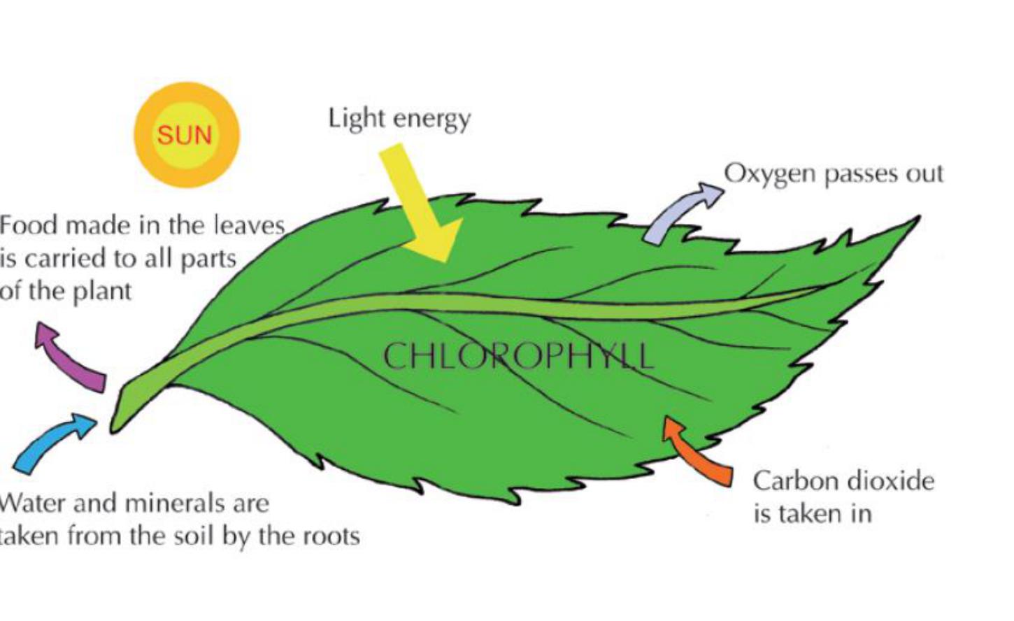 Photosynthesis | Flashcards